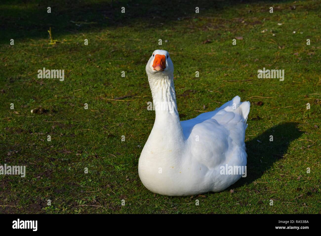 Turning the head hi-res stock photography and images - Alamy