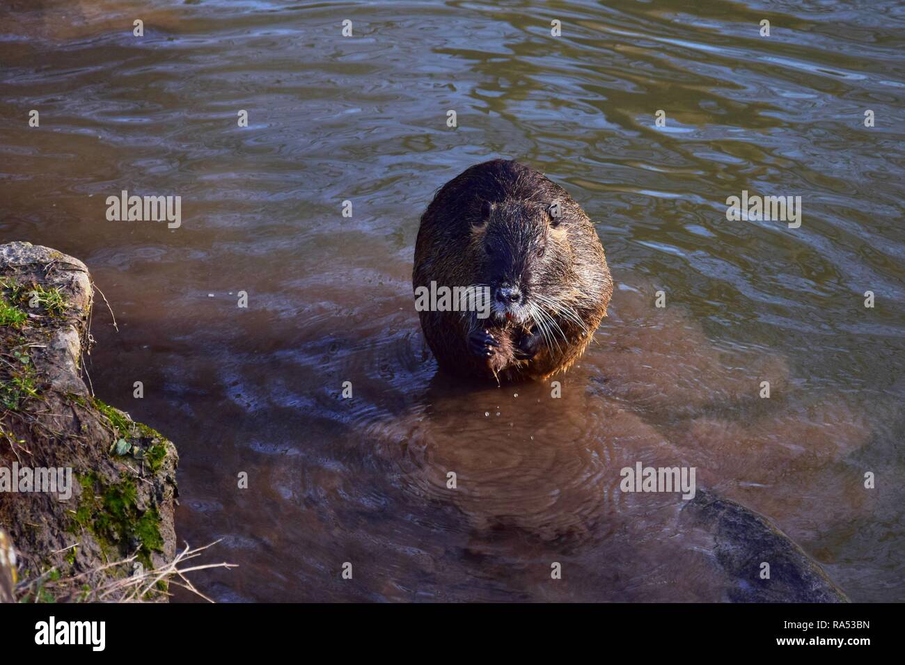 Hold paws hi-res stock photography and images - Alamy