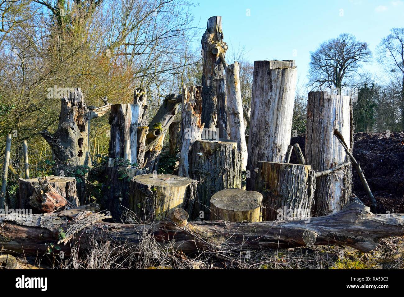 A collection of tree trunks of different species in different sizes ...