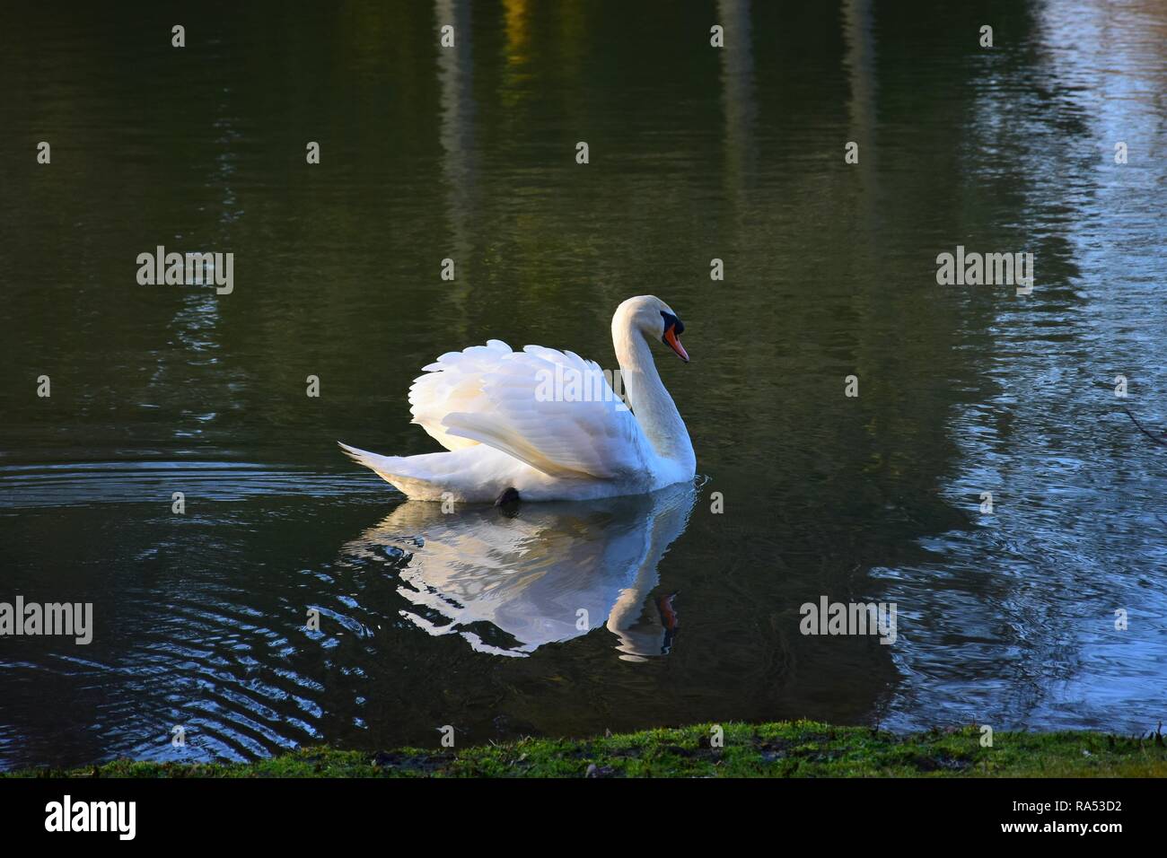 Swan reflection in water hi-res stock photography and images - Alamy