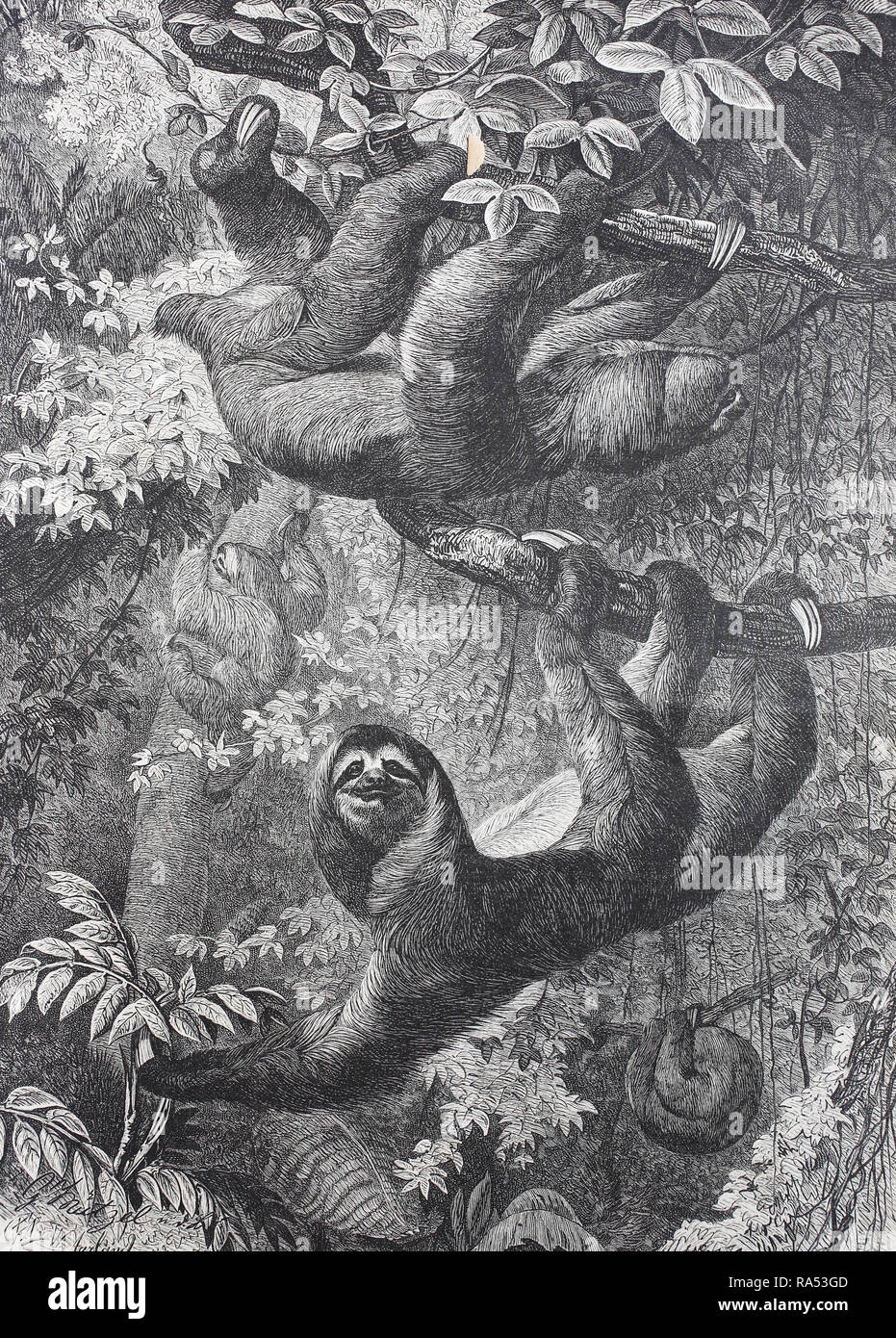 Digital improved reproduction, maned sloth, Bradypus torquatus, also ...