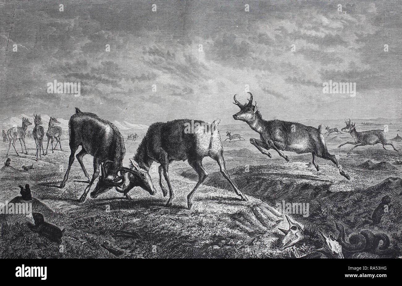 Pronghorn antelope fighting hi-res stock photography and images - Alamy