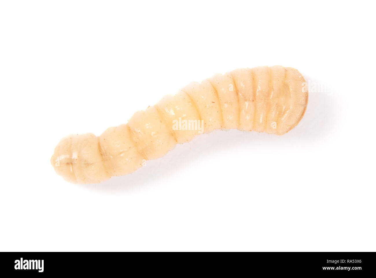 Larva bark beetle (Scolytinae). Larva of Bark beetles legless isolated ...