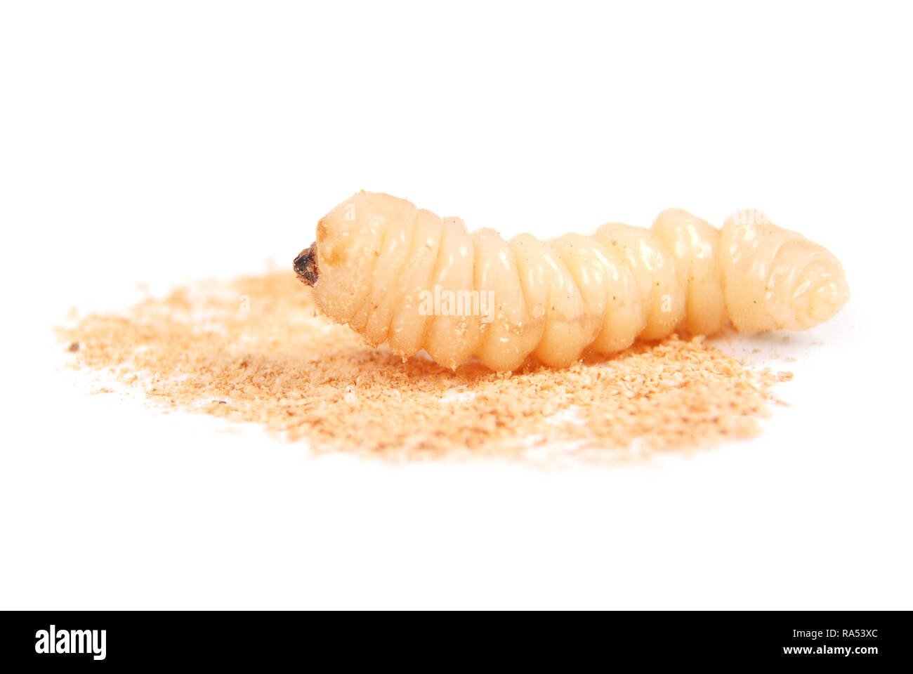 Larva bark beetle (Scolytinae). Larva of Bark beetles legless isolated ...