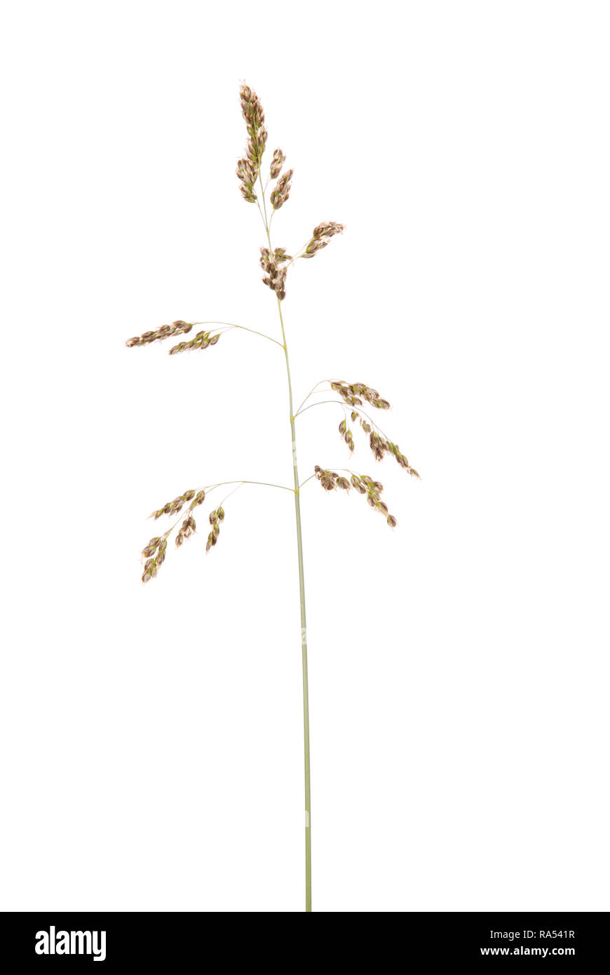 Spikelet grass hi-res stock photography and images - Alamy