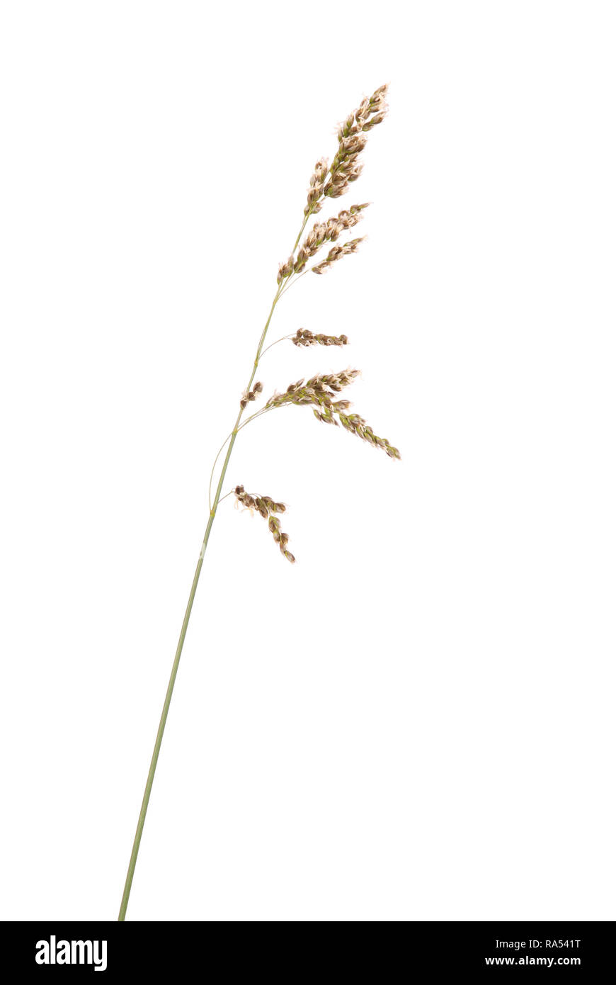 Spikelet grass hi-res stock photography and images - Alamy