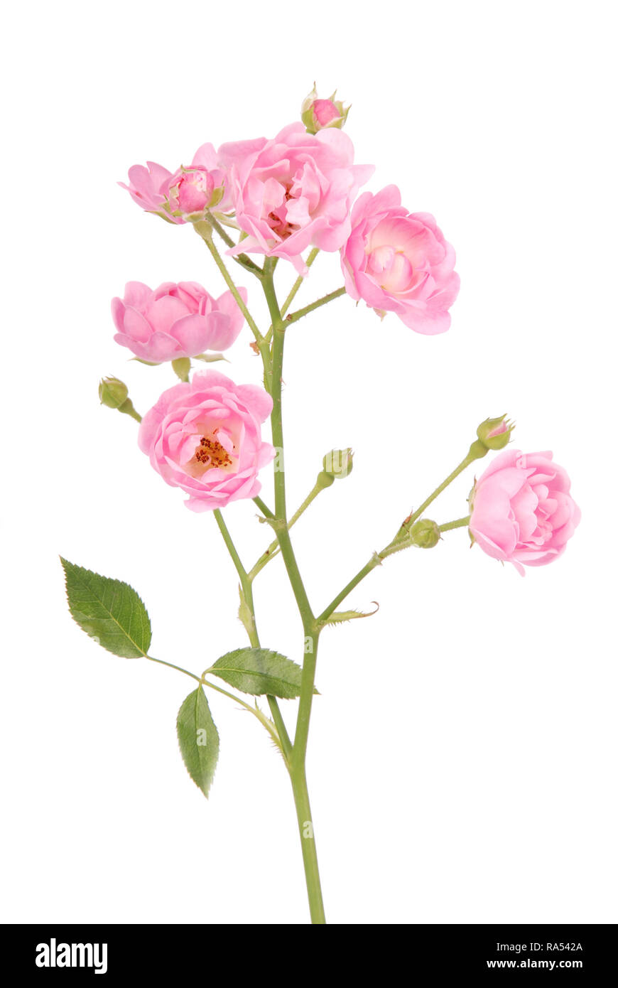 Pink rose with button isolated on white background Stock Photo - Alamy