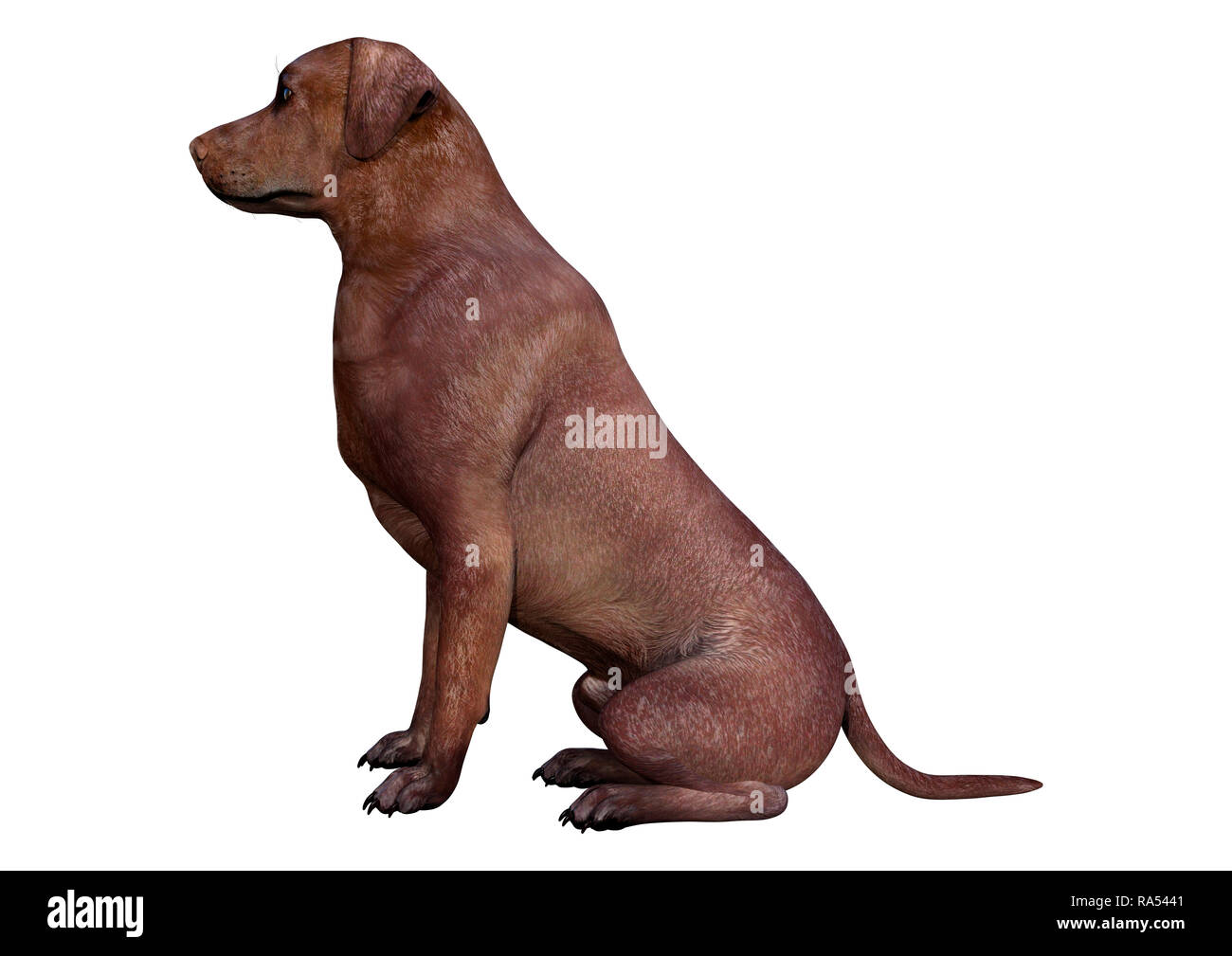 3D rendering of a brown labrador dog isolated on white background Stock ...