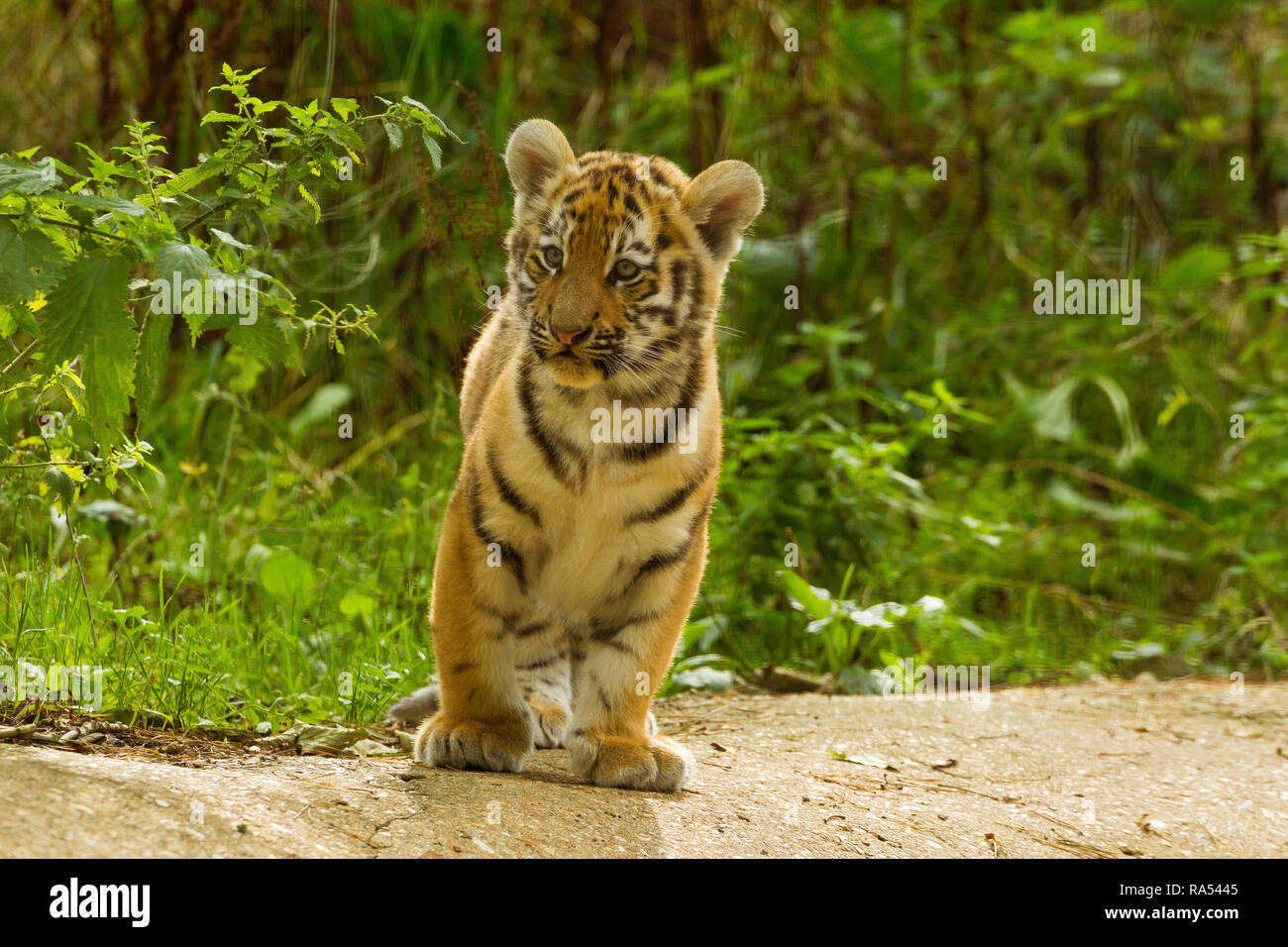 Siberian tiger cub standing panthera hi-res stock photography and ...
