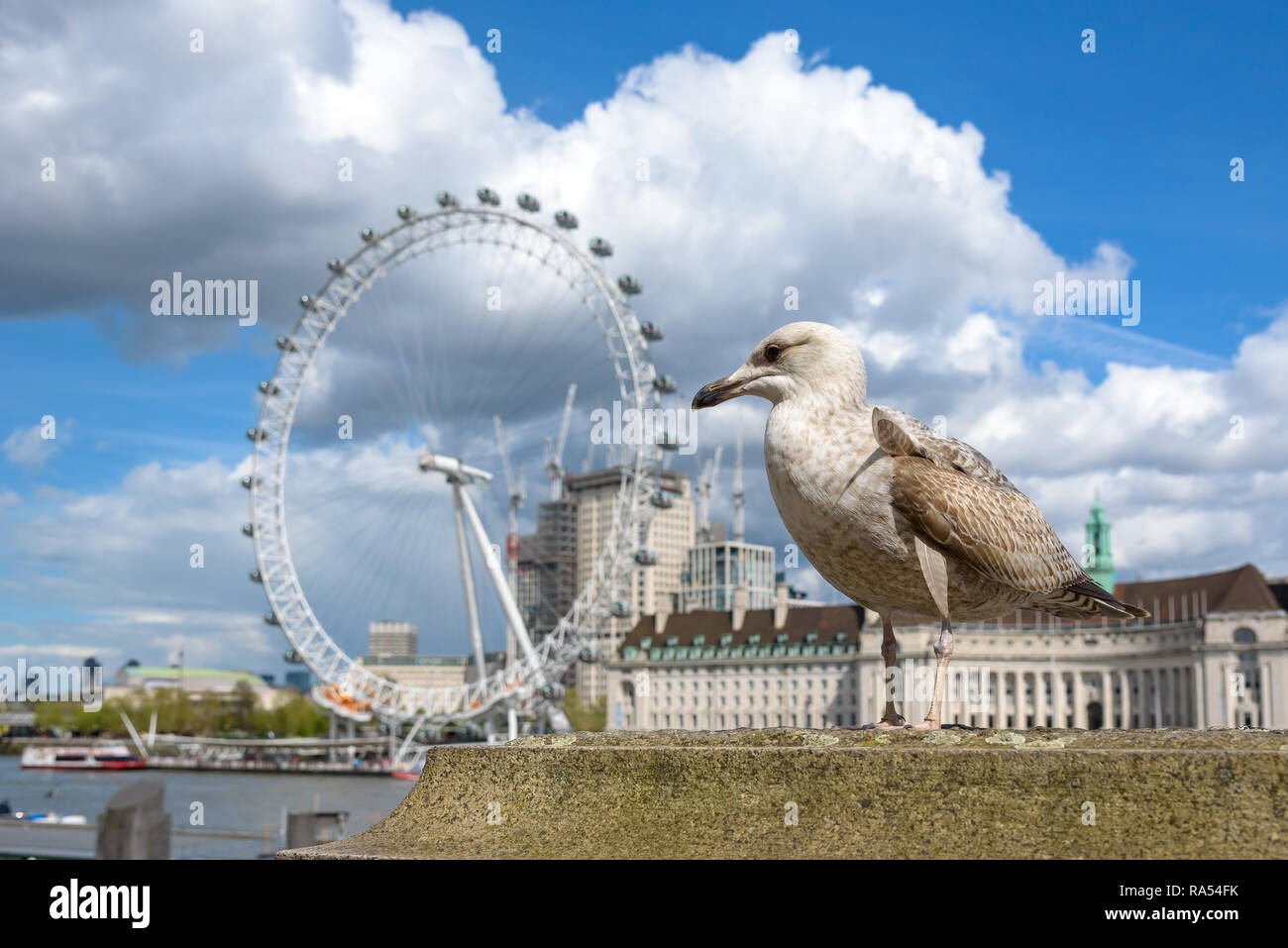 London seagull hi-res stock photography and images - Alamy