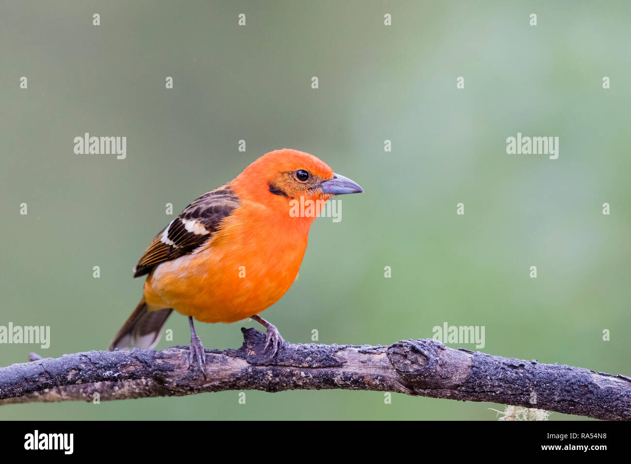 Tanager Costa Rica High Resolution Stock Photography and Images - Alamy