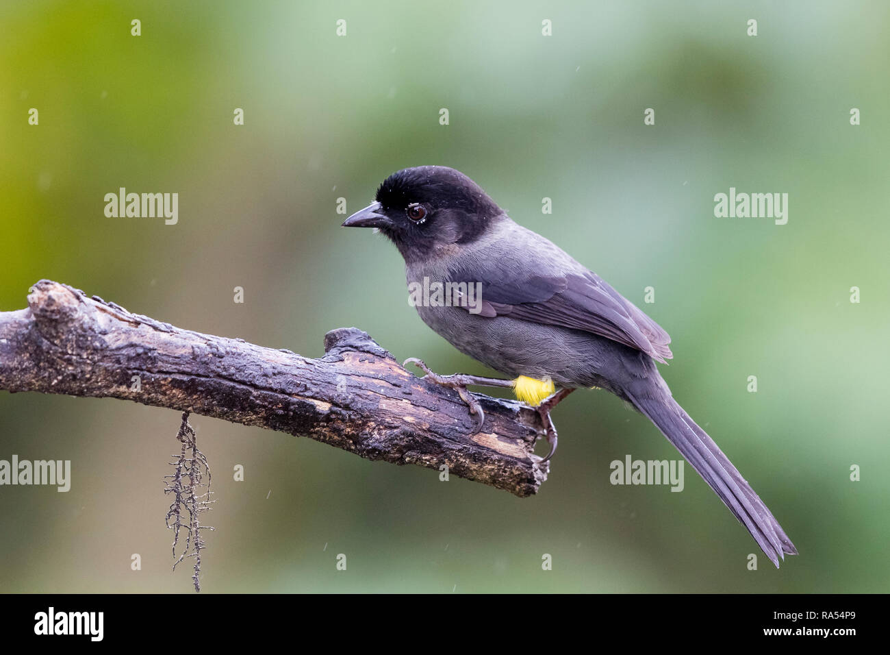 Yellow-thighed finch, Costa Rica Stock Photo - Alamy