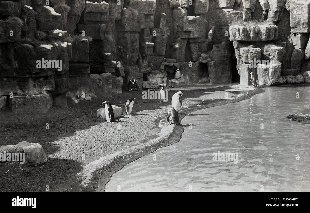 Penguins pool zoo hi-res stock photography and images - Alamy