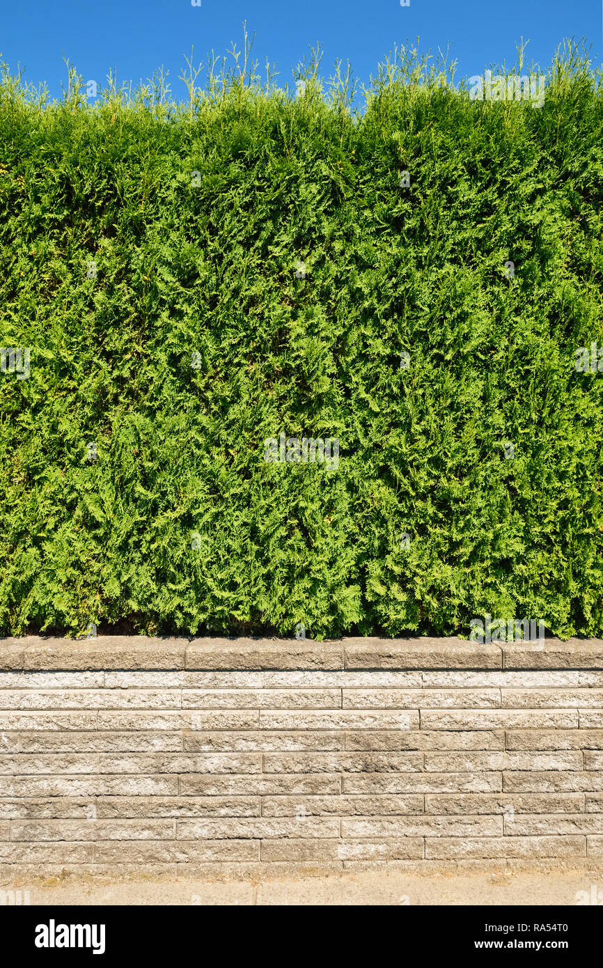 Growing green hedge on land terrace on blue sky background Stock Photo ...