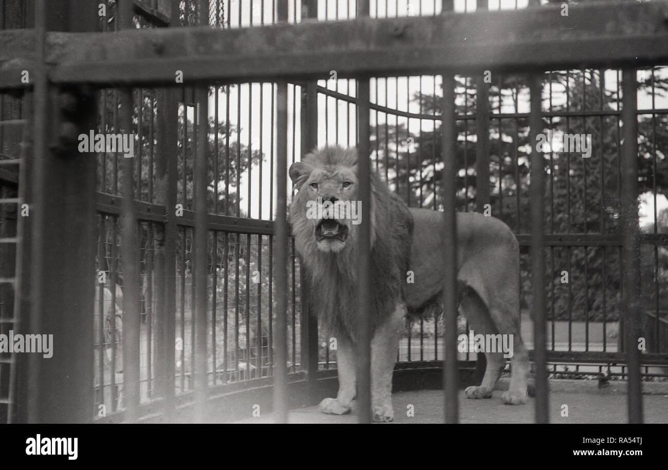 Lion cage hi-res stock photography and images - Alamy