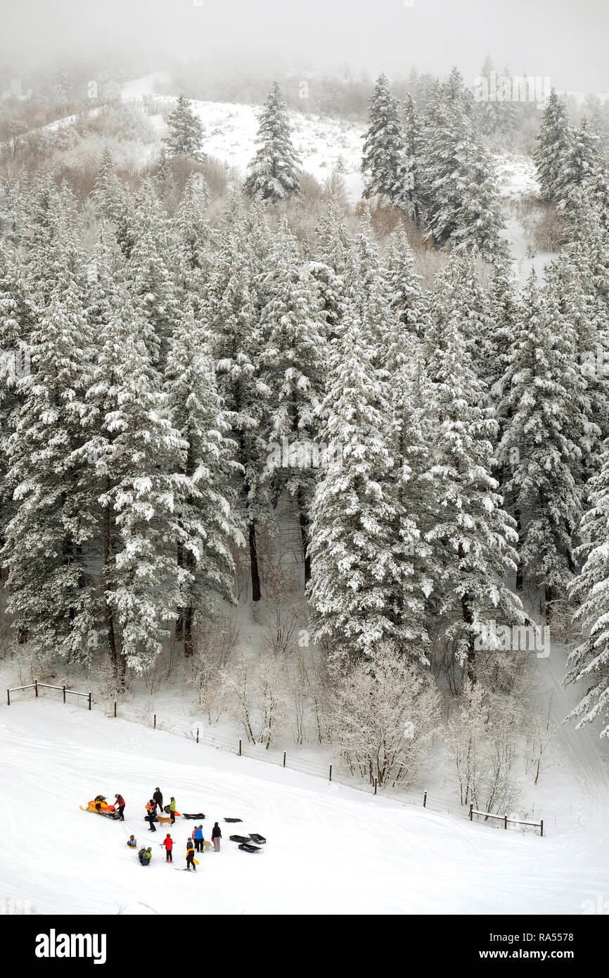 Group sledding in wilderness with snow covered pine trees sleds Stock ...