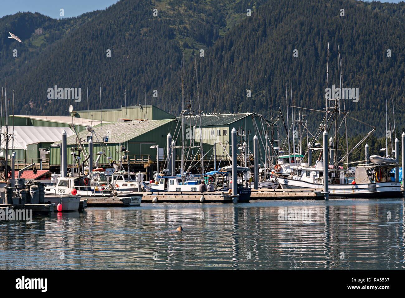 Public marina and port in the tiny village of Petersburg on Mitkof ...