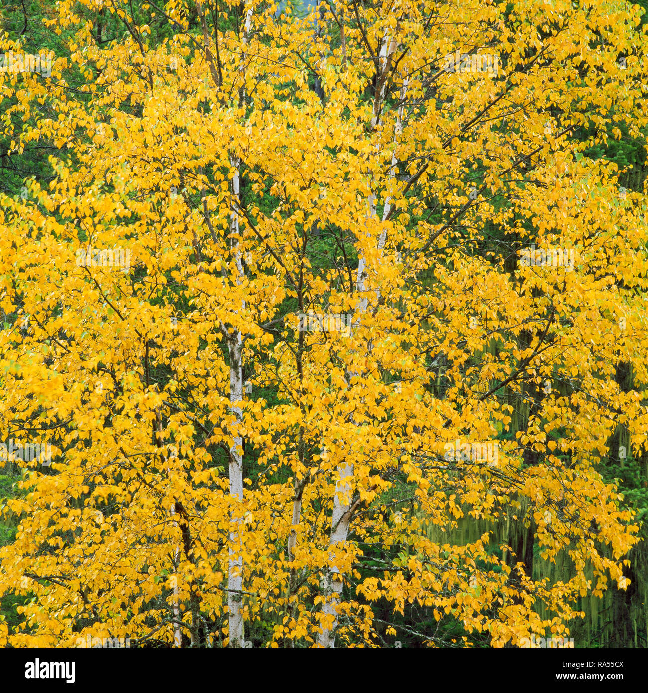 birch tree in autumn color in northwest montana Stock Photo - Alamy