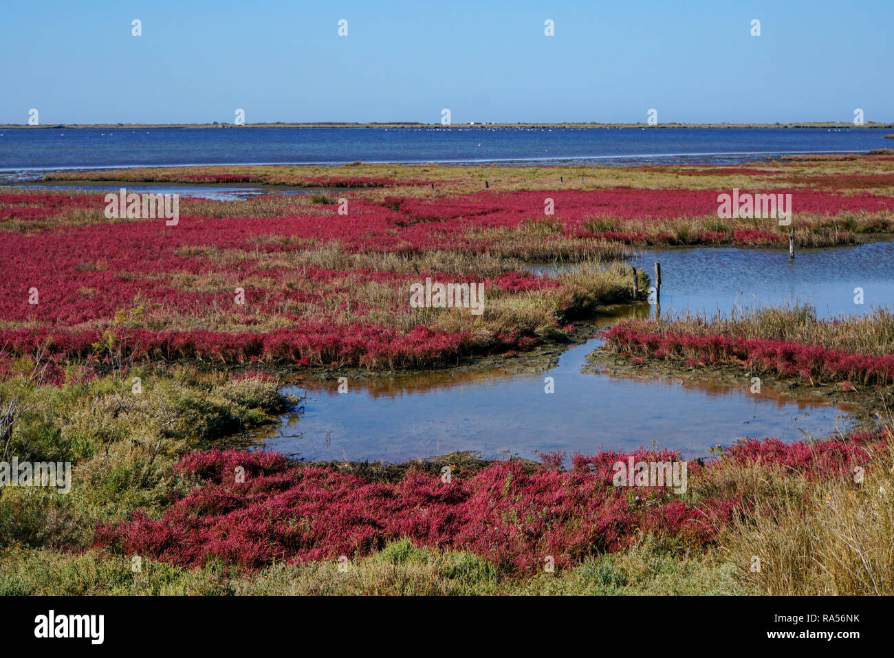 Field with red salicornia Salt-tolerant plant. Saltwort plant ...