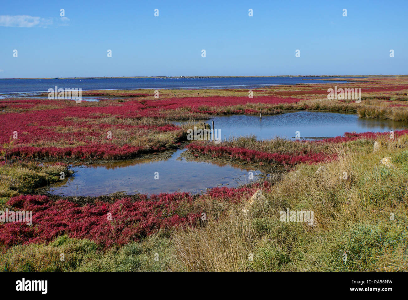 Field with red salicornia Salt-tolerant plant. Saltwort plant ...