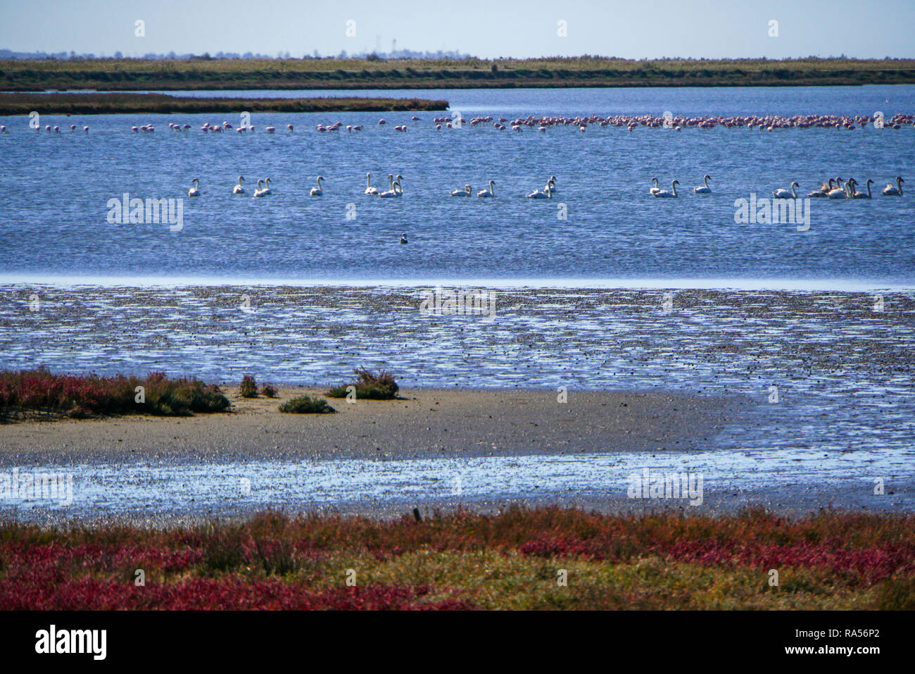 Field with red salicornia Salt-tolerant plant. Saltwort plant ...