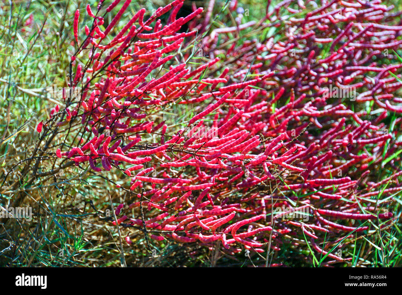 Field with red salicornia Salt-tolerant plant. Saltwort plant ...