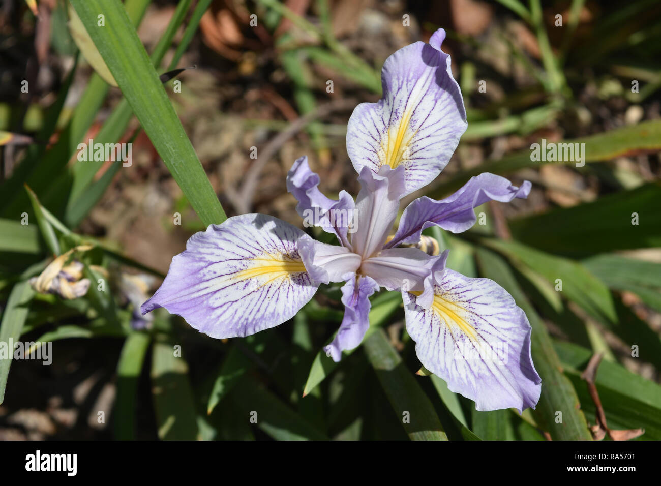 Stunning irises hi-res stock photography and images - Alamy