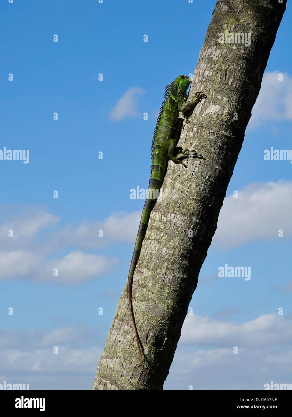 Green iguana (Iguana iguana), an invasive species that has overrun ...