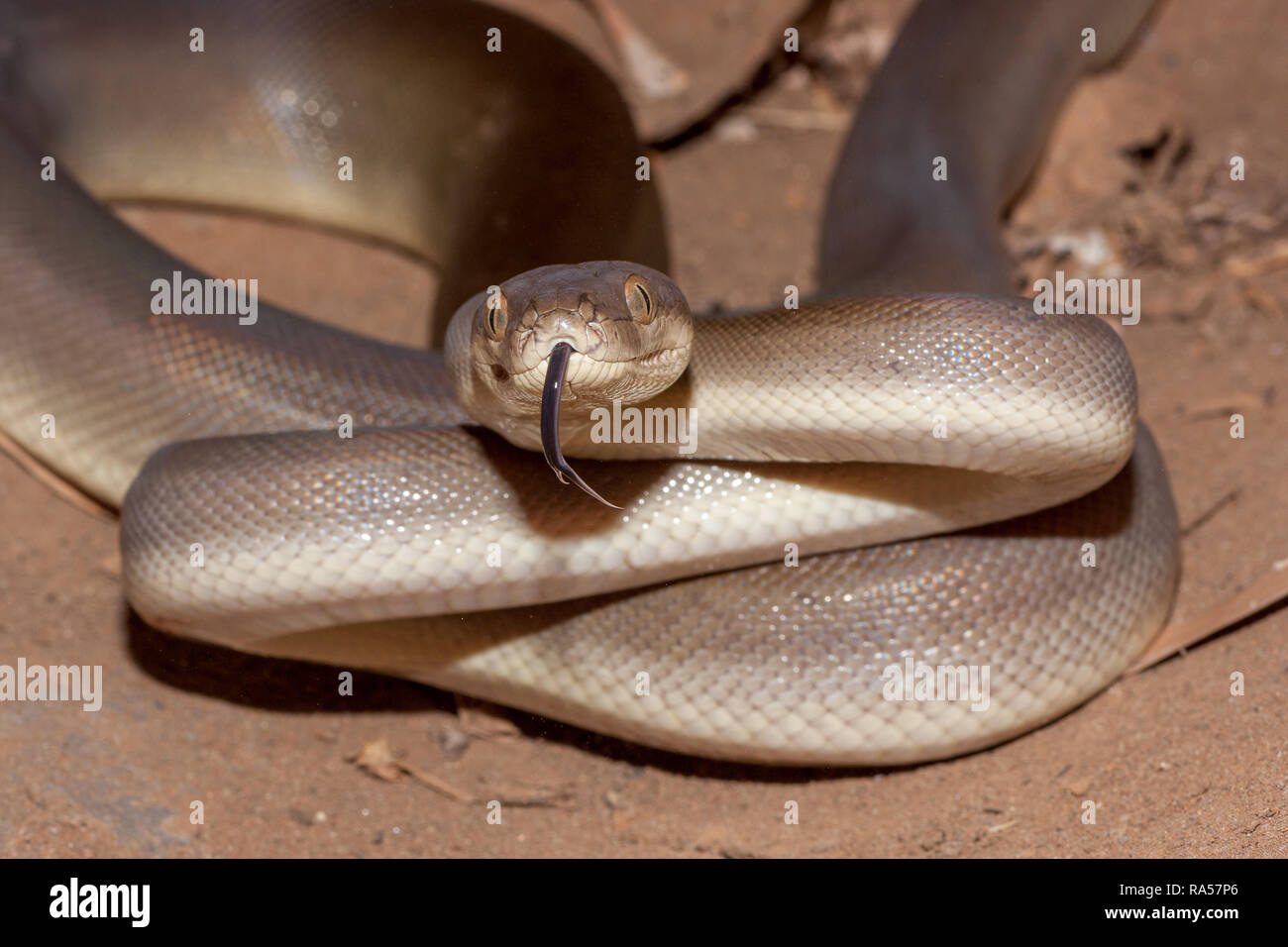 Olive python hi-res stock photography and images - Alamy