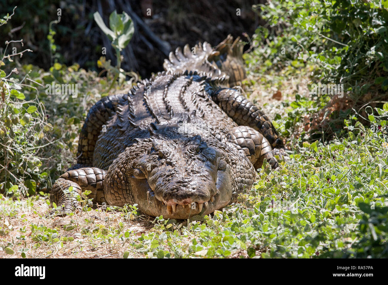 Salt Water Crocodile Stock Photo - Alamy