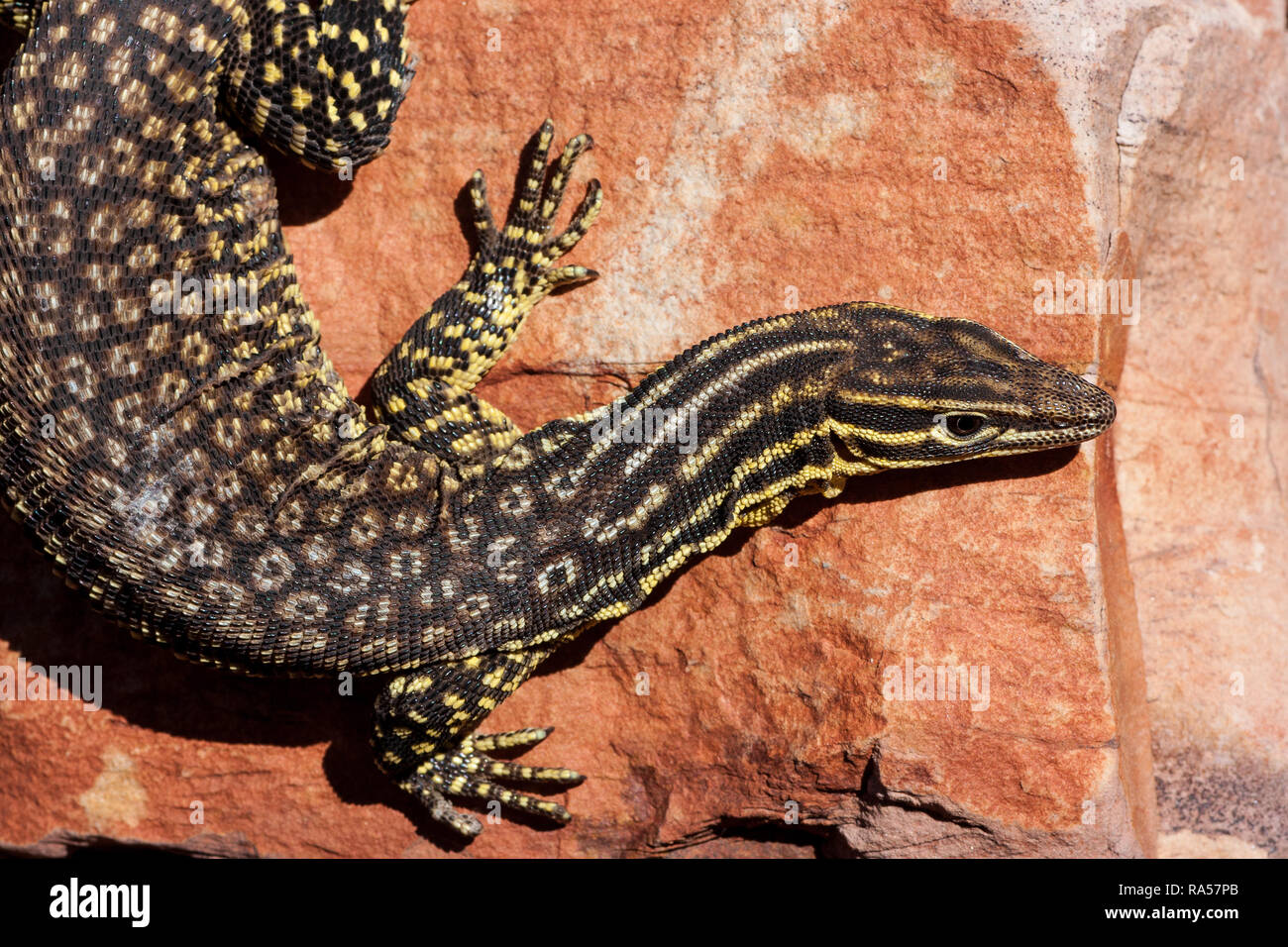 Varanus acanthurus hi-res stock photography and images - Alamy