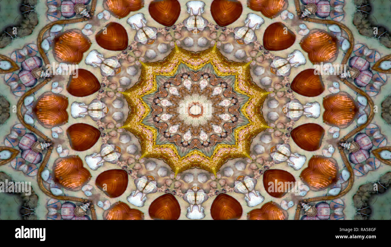 Abstract Dry Seashells and Stars Concept Symmetric Pattern Ornamental ...