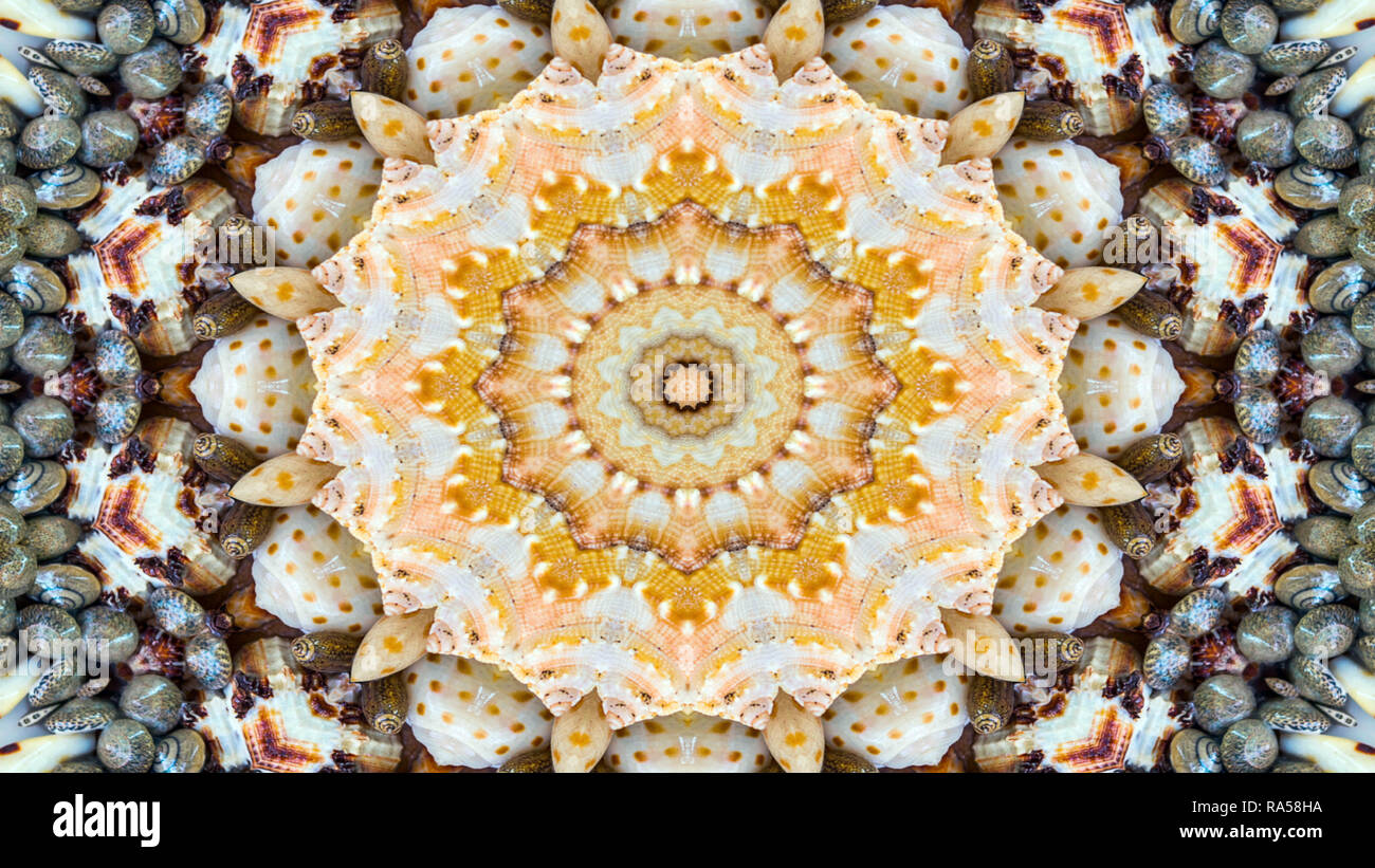 Abstract Dry Seashells and Stars Concept Symmetric Pattern Ornamental ...