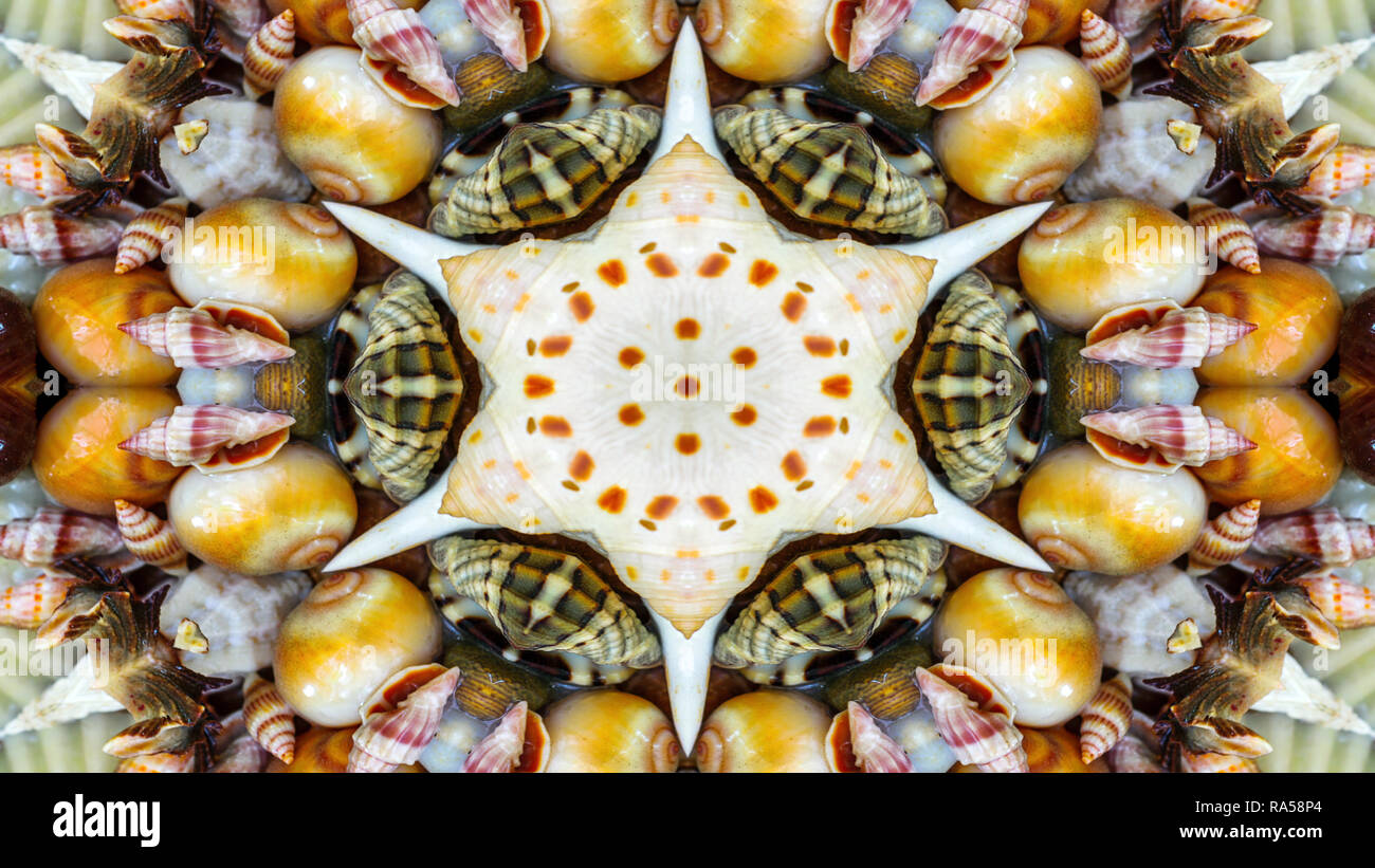 Abstract Dry Seashells and Stars Concept Symmetric Pattern Ornamental ...