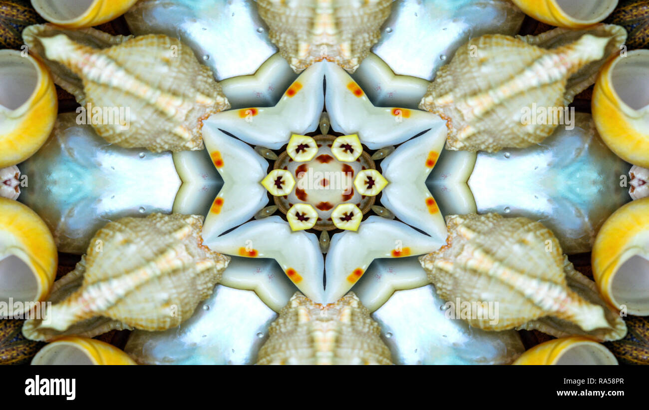 Abstract Dry Seashells and Stars Concept Symmetric Pattern Ornamental ...