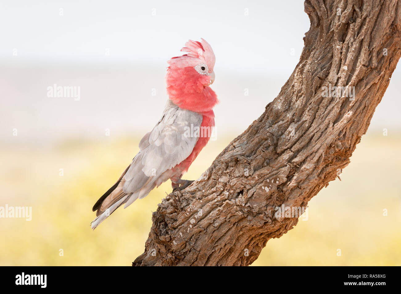 The Galah is one of the most abundant cockatoo species in Australia ...