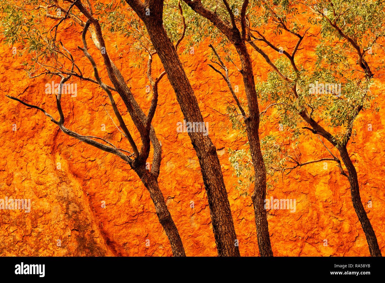 Uluru vegetation hi-res stock photography and images - Alamy