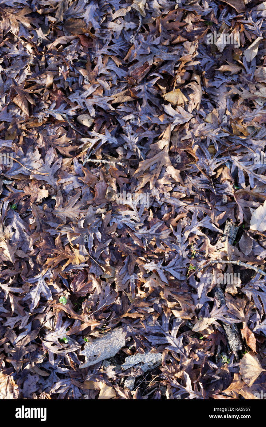 Quercus alba hi-res stock photography and images - Alamy