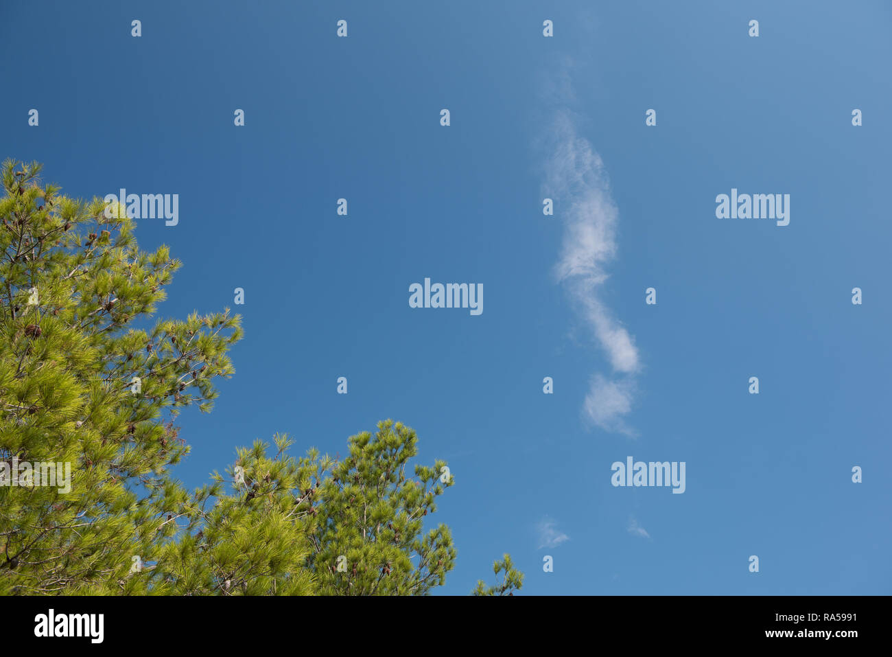 Green treetop with blue sky and white cloud. Pine trees against blue ...