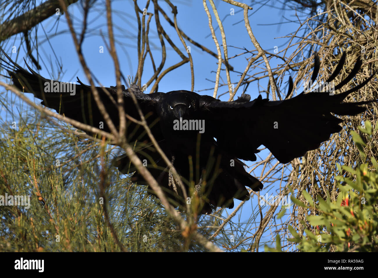 Crow Flying High Resolution Stock Photography and Images - Alamy