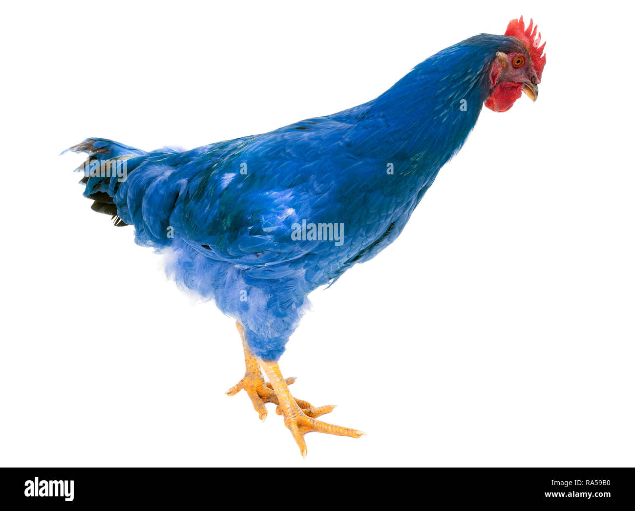 blue genetic modified chicken isolated on white background Stock Photo ...