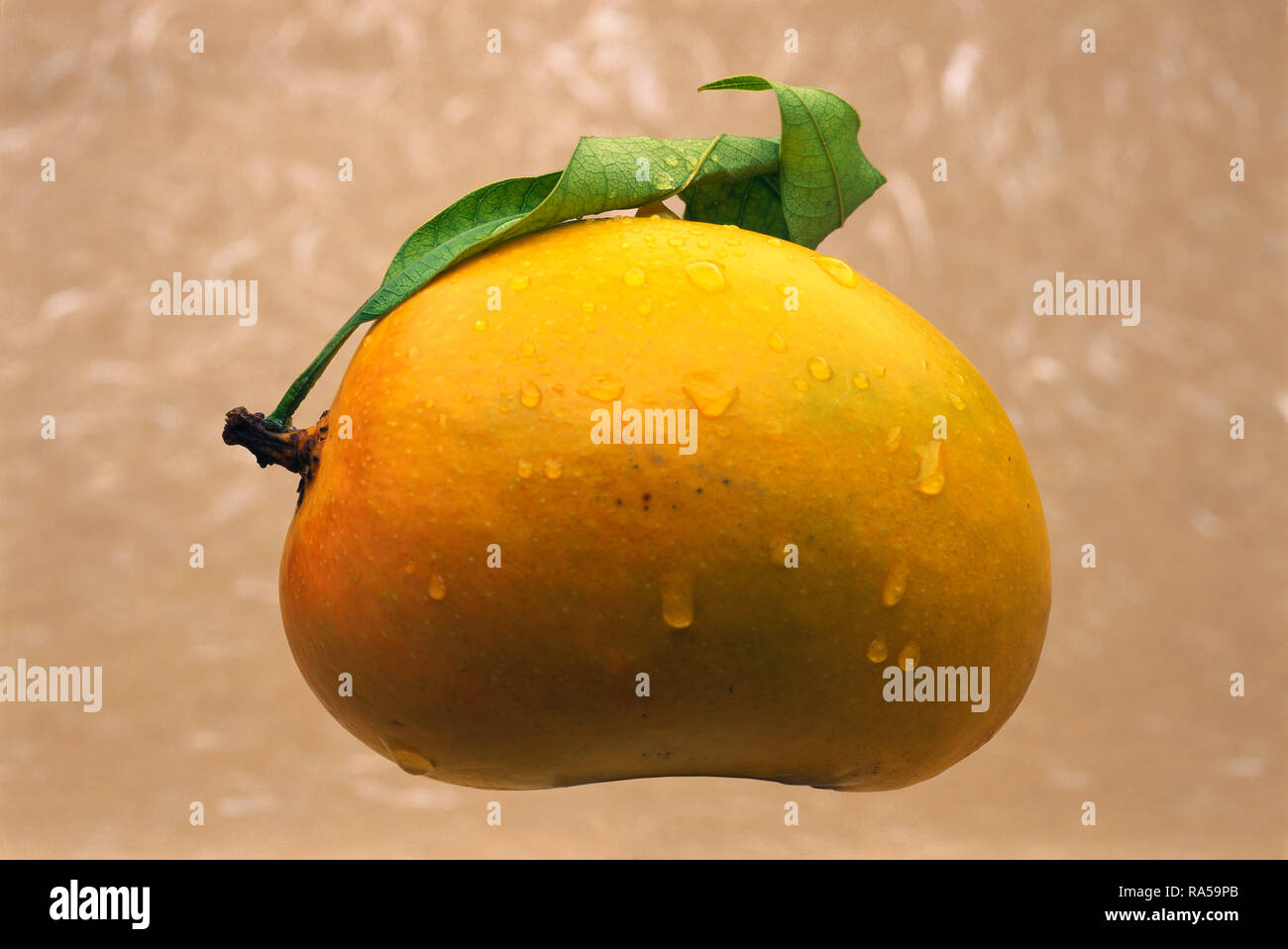 STILL LIFE OF A RIPE ALPHONSO MANGO Stock Photo - Alamy