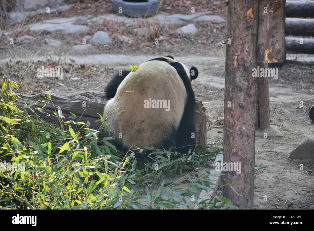 The adorable giant panda â€œFuxingâ€ attracts many tourists' attention ...
