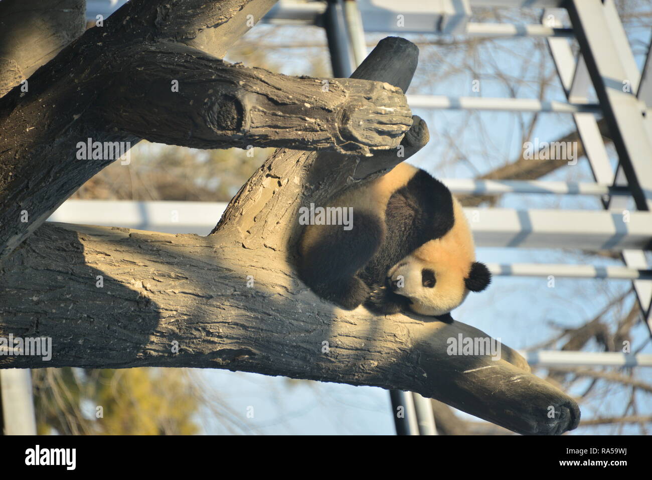 The adorable giant panda â€œFuxingâ€ attracts many tourists' attention ...