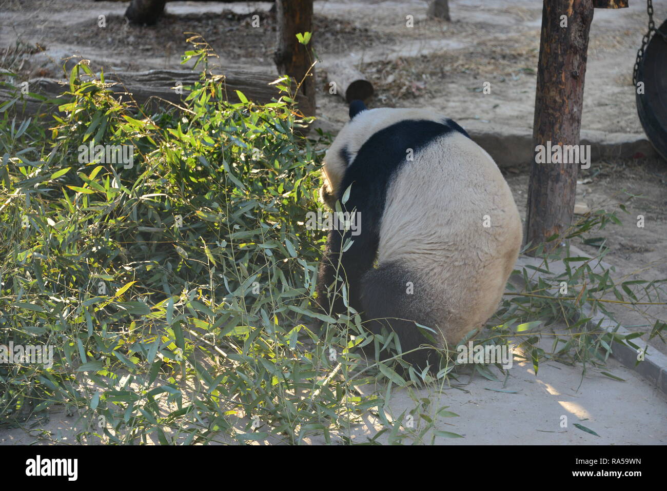 The adorable giant panda â€œFuxingâ€ attracts many tourists' attention ...