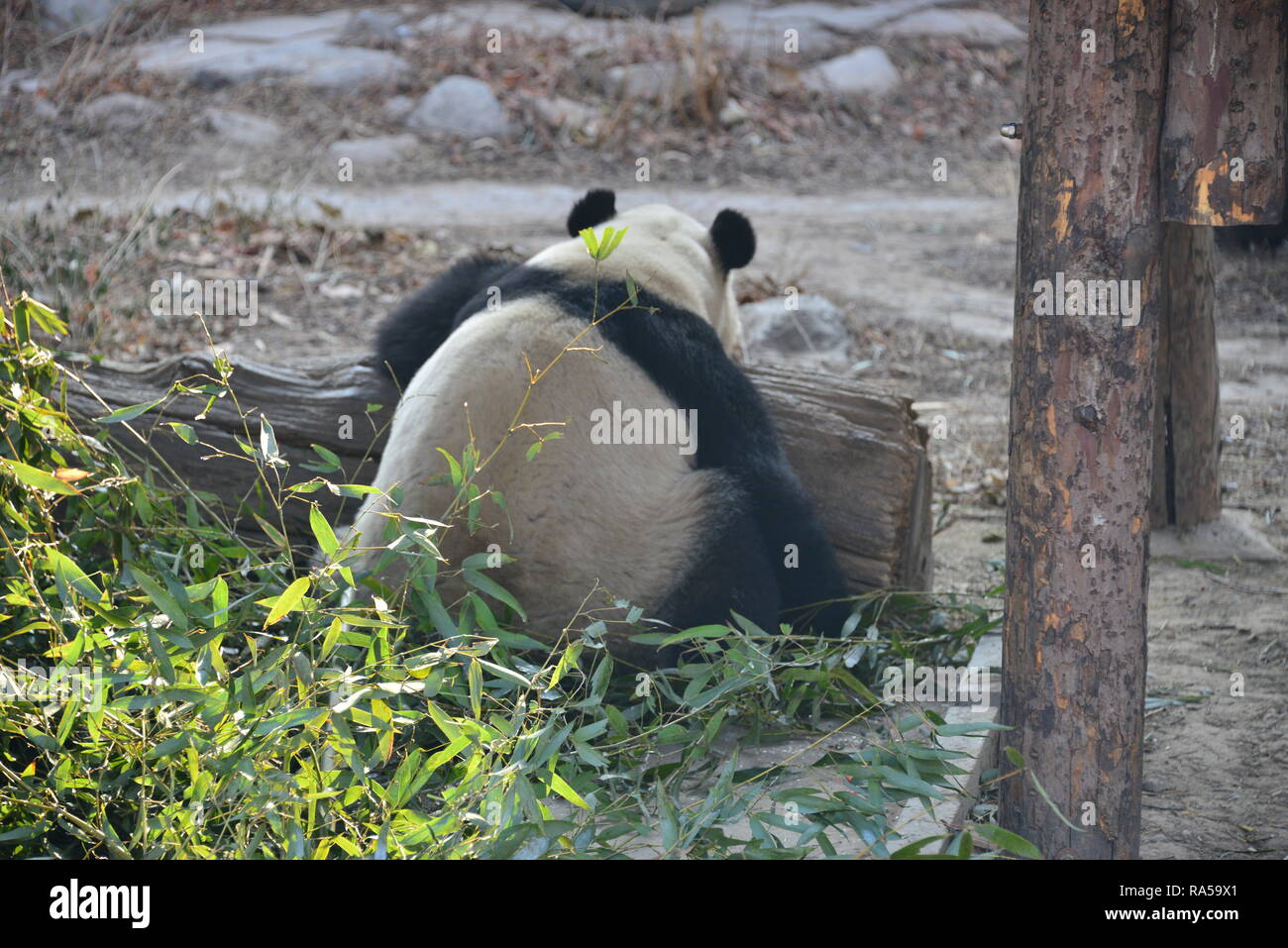 The adorable giant panda â€œFuxingâ€ attracts many tourists' attention ...