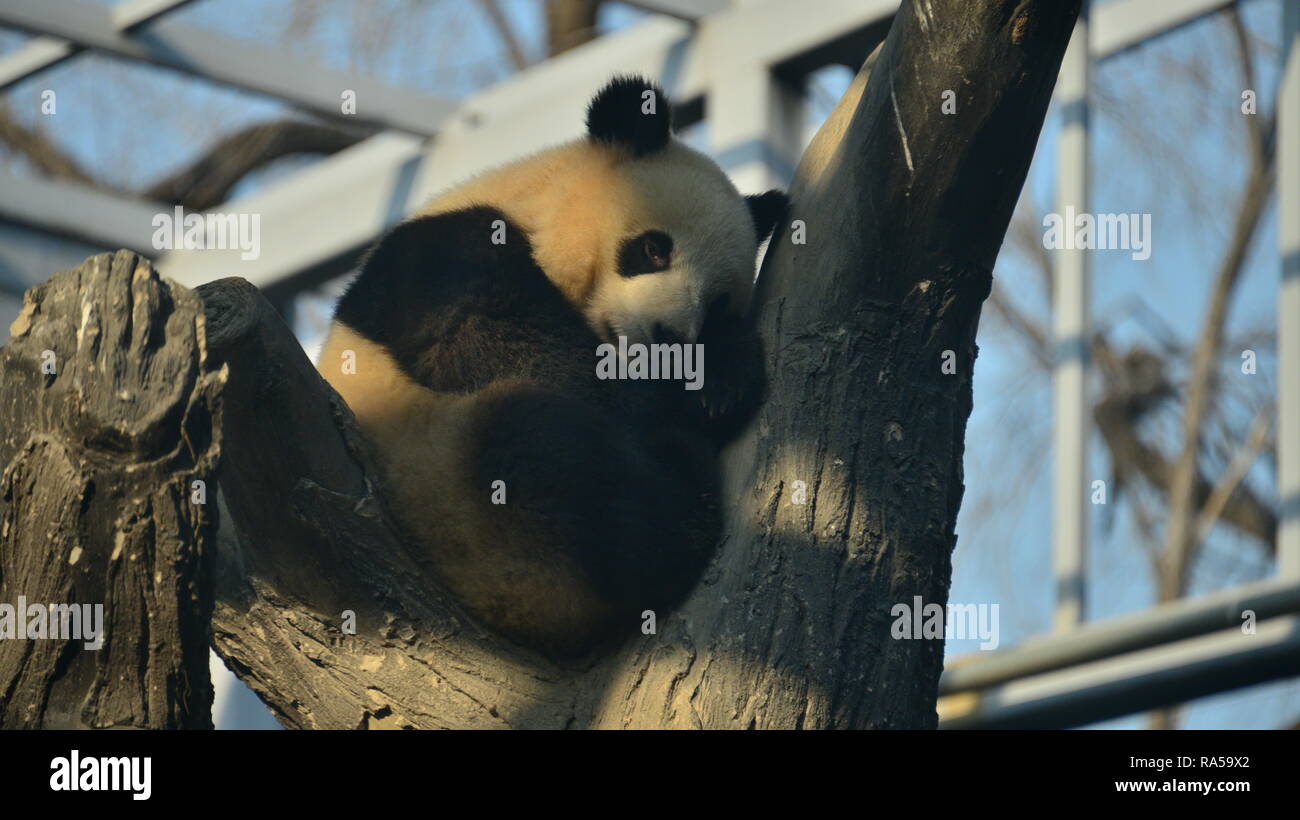 The adorable giant panda â€œFuxingâ€ attracts many tourists' attention ...