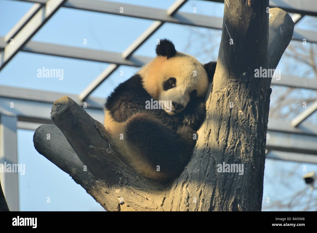 The adorable giant panda â€œFuxingâ€ attracts many tourists' attention ...