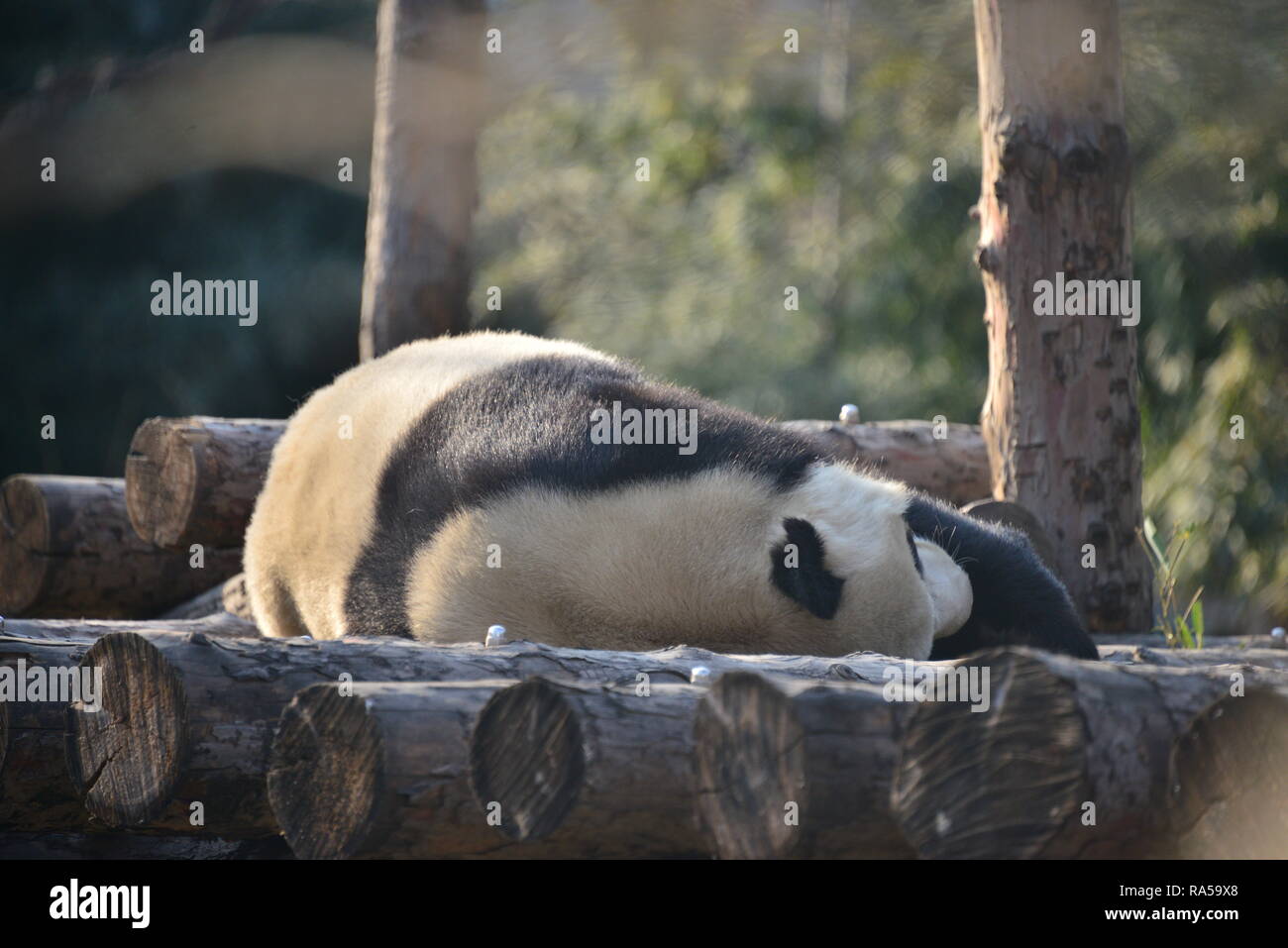 The adorable giant panda â€œFuxingâ€ attracts many tourists' attention ...