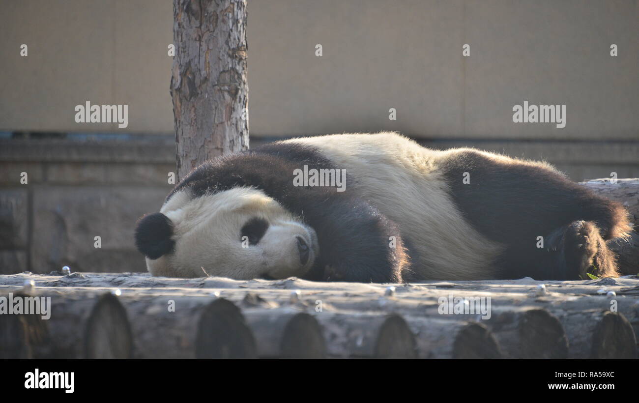The adorable giant panda â€œFuxingâ€ attracts many tourists' attention ...